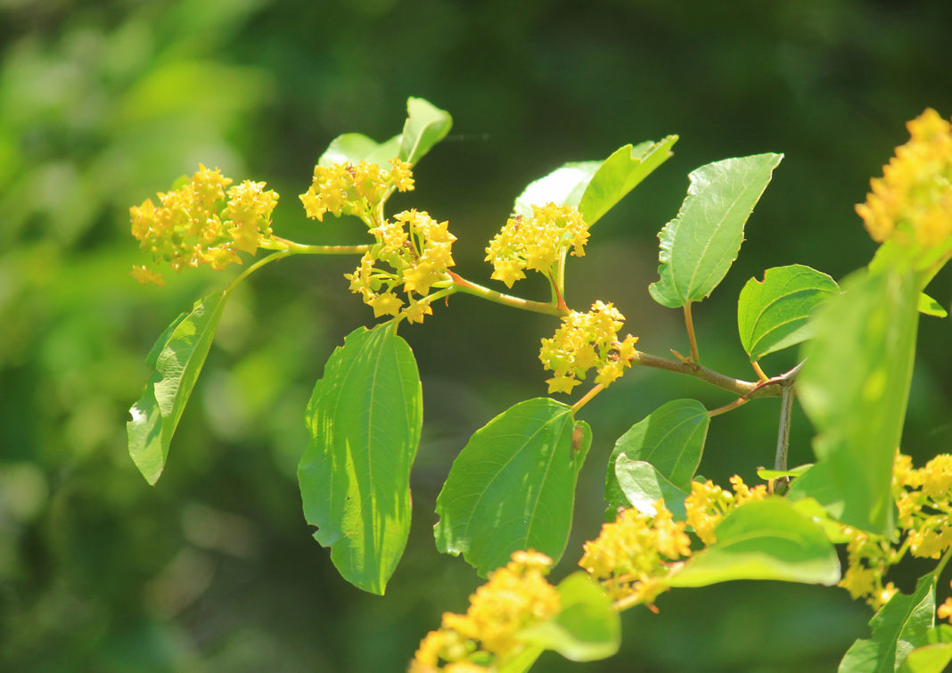 Драка – Paliurus spina-christi Mill. (Paliurus aculeatus Lam.) - Съновник